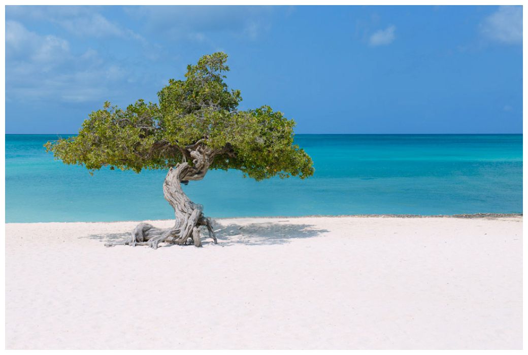 Divi-Trees-Aruba_0105 – Under The Divi